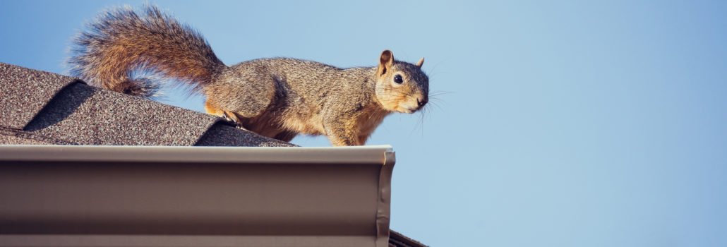 Residential Pest Control services in St. Louis | Amco Ranger Termite ...